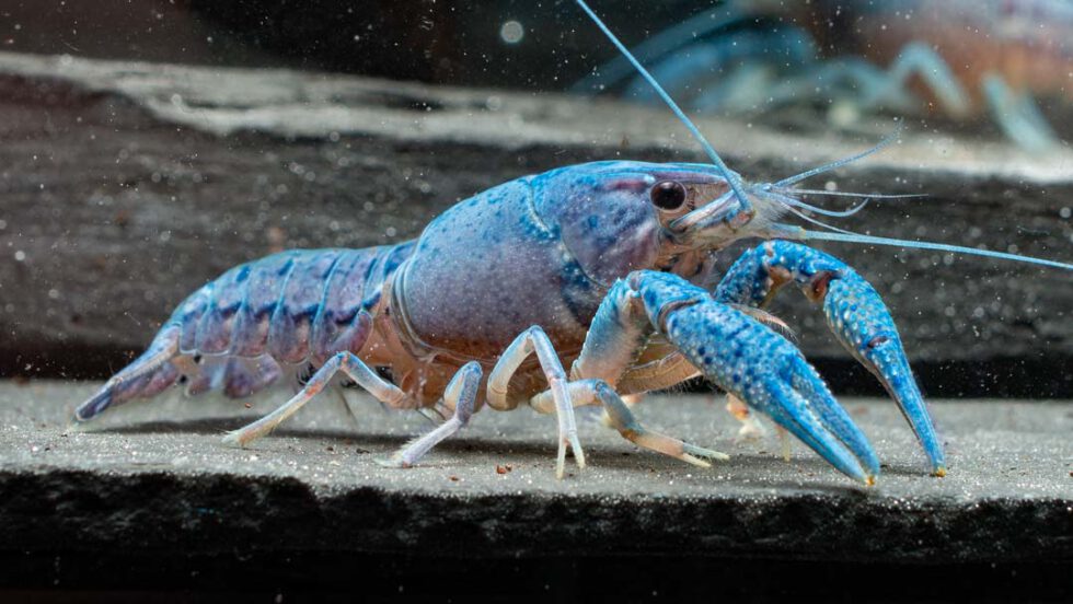 Aquarium Lutter I Blauer Floridakrebs - Procambarus alleni