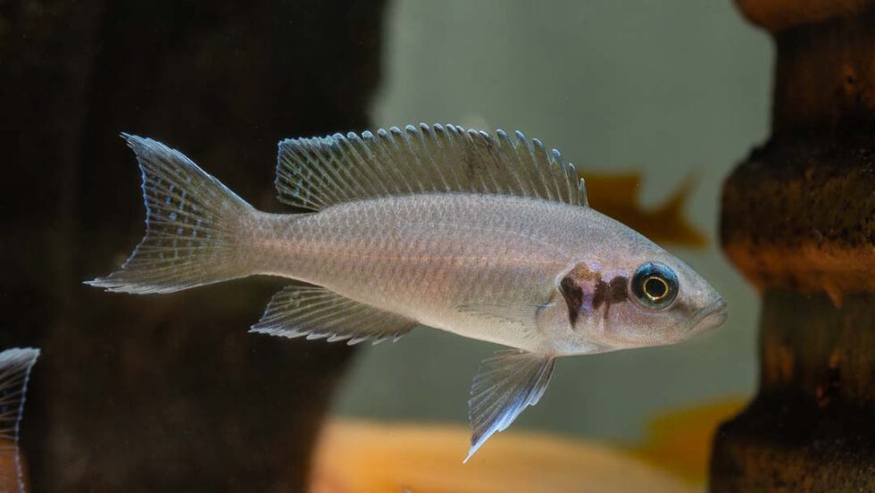 Aquarium Lutter | Daffodil Schneckenbarsch - N. pulcher