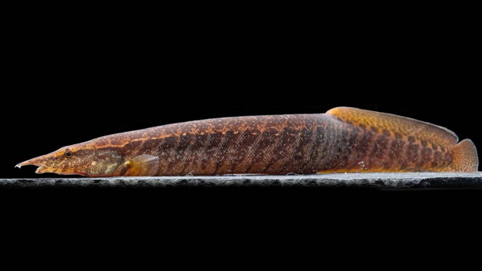 Aquarium Lutter I Gürtelstachelaal – Mastacembelus circumcinctus