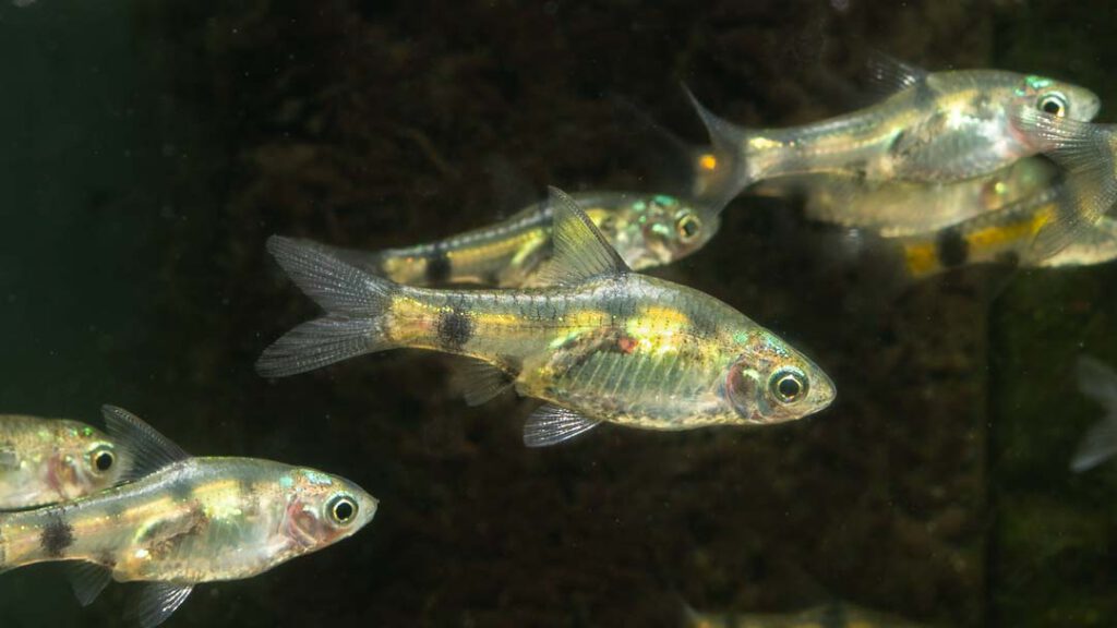 Aquarium Lutter I Indische Fleckenbarbe - Pethia gelius