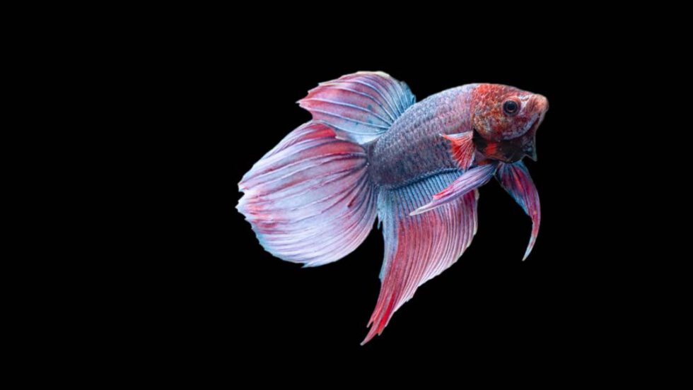 Aquarium Lutter I Siamesischer Kampffisch – Betta splendens