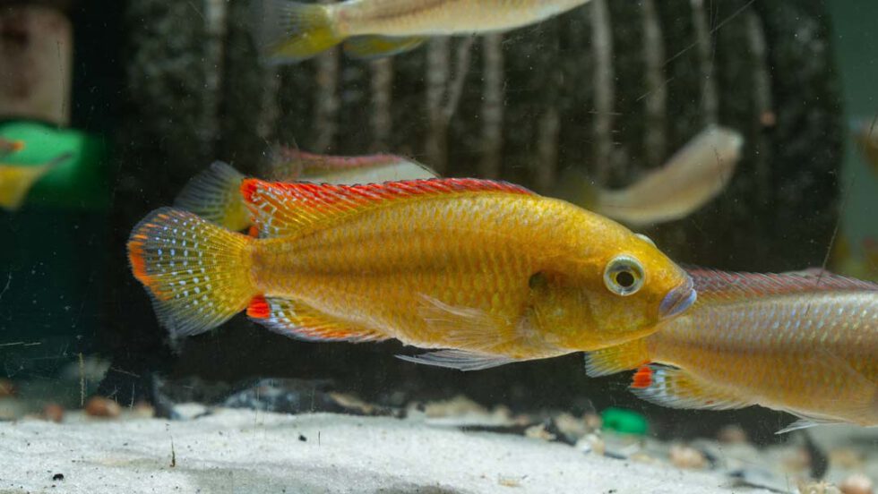 Aquarium Lutter I Kupfermaulbrüter - Ps. philander dispersus