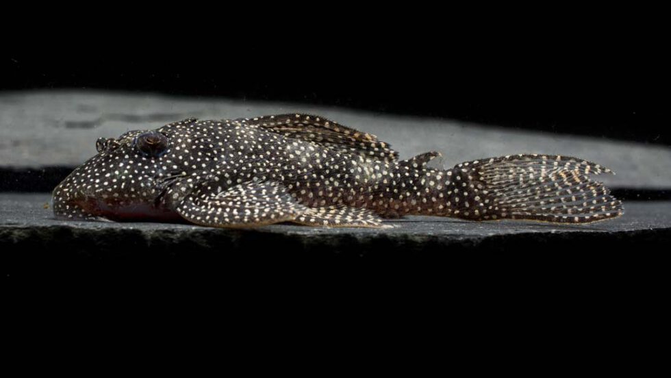 Aquarium Lutter I L262 Perlhuhn Harnischwels - Hypancistrus sp.