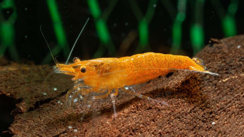 Aquarium Lutter I Orangene Sakura Garnele - Neocaridina davidi