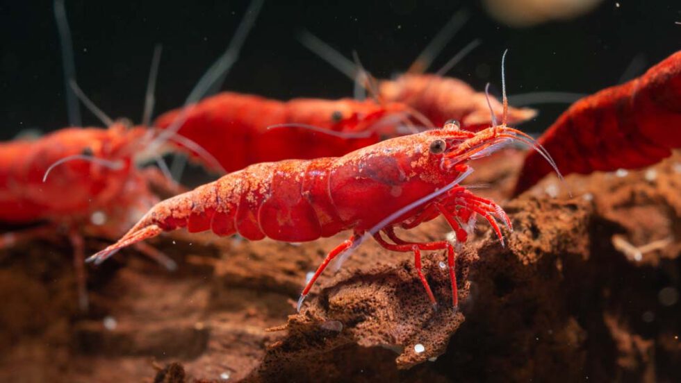 Aquarium Lutter I Rote Sakura Garnele - N. davidi var Red Sakura