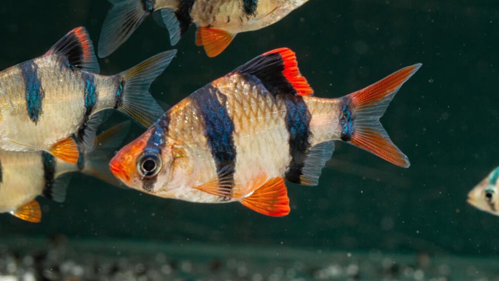 Aquarium Lutter I Sumatrabarbe - Puntigrus tetrazona