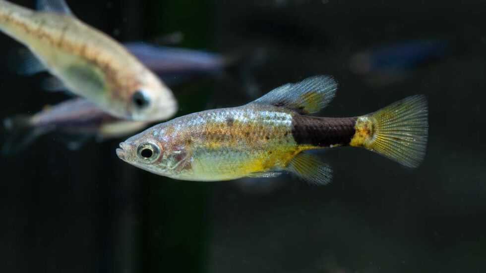 Aquarium Lutter | Vielpunkt Hochlandkärpfling - Skiffia multipunctata