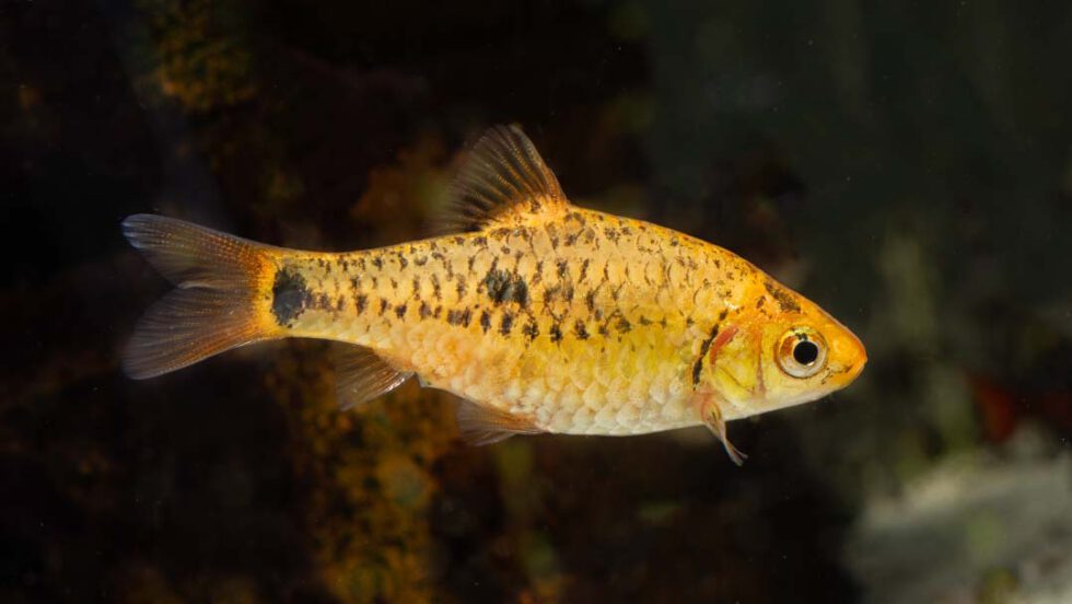 Aquarium Lutter I Brokatbarbe - Barbodes semifasciolatus