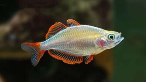 Aquarium Lutter I Diamant Regenbogenfisch - M. praecox