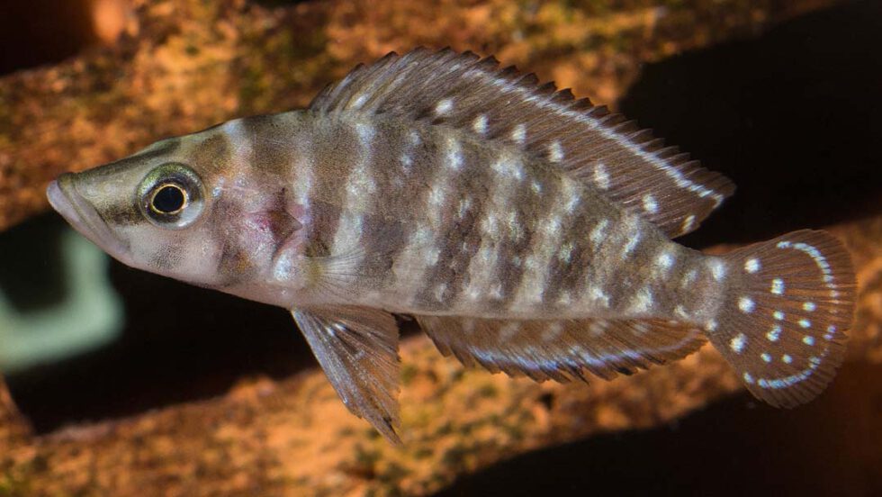 Stockliste Afrikanische Buntbarsche | Aquarium Lutter - Ihr ...