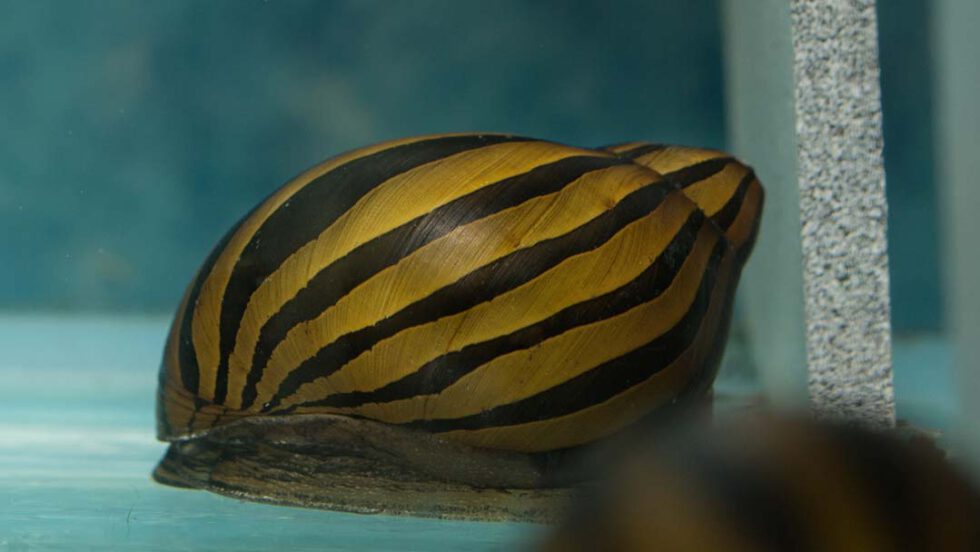 Aquarium Lutter I Zebra Rennschnecke - Neritina sp.
