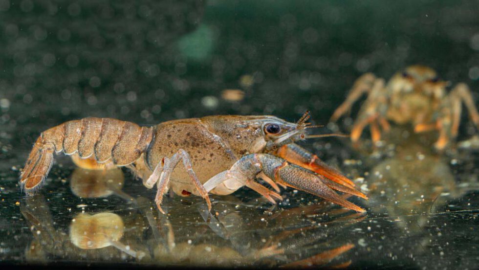 Aquarium Lutter I Edelkrebs - Astacus astacus