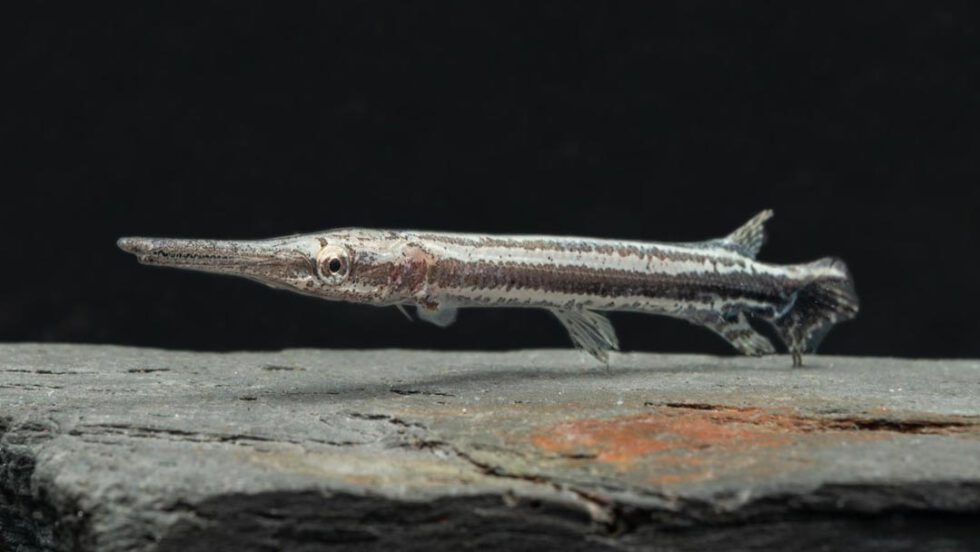 Aquarium Lutter I Gefleckter Knochenhecht – Lepisosteus oculatus