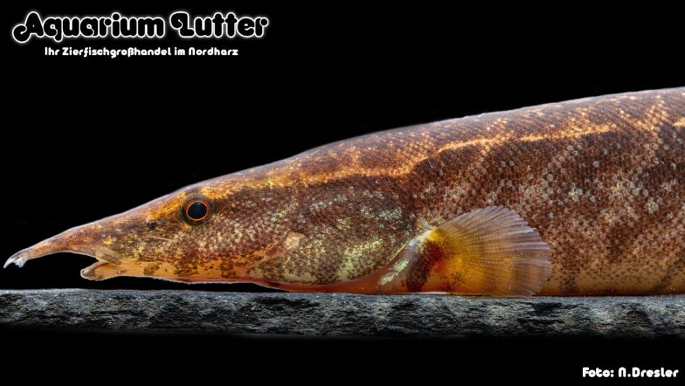 Aquarium Lutter I Gürtelstachelaal – Mastacembelus circumcinctus