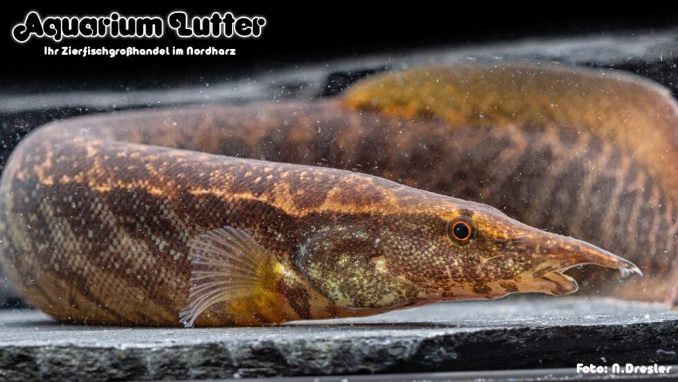 Aquarium Lutter I Gürtelstachelaal – Mastacembelus circumcinctus