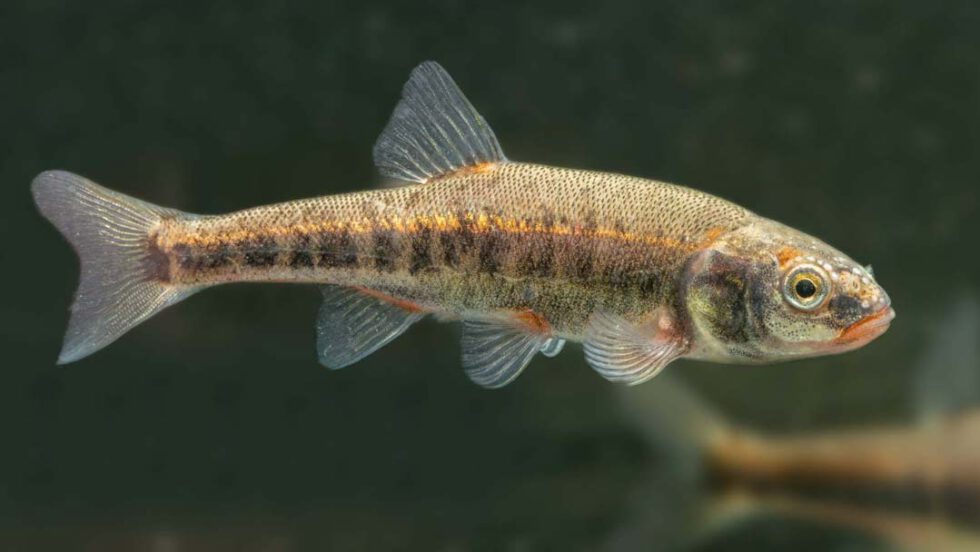Aquarium Lutter I Elritze – Phoxinus phoxinus