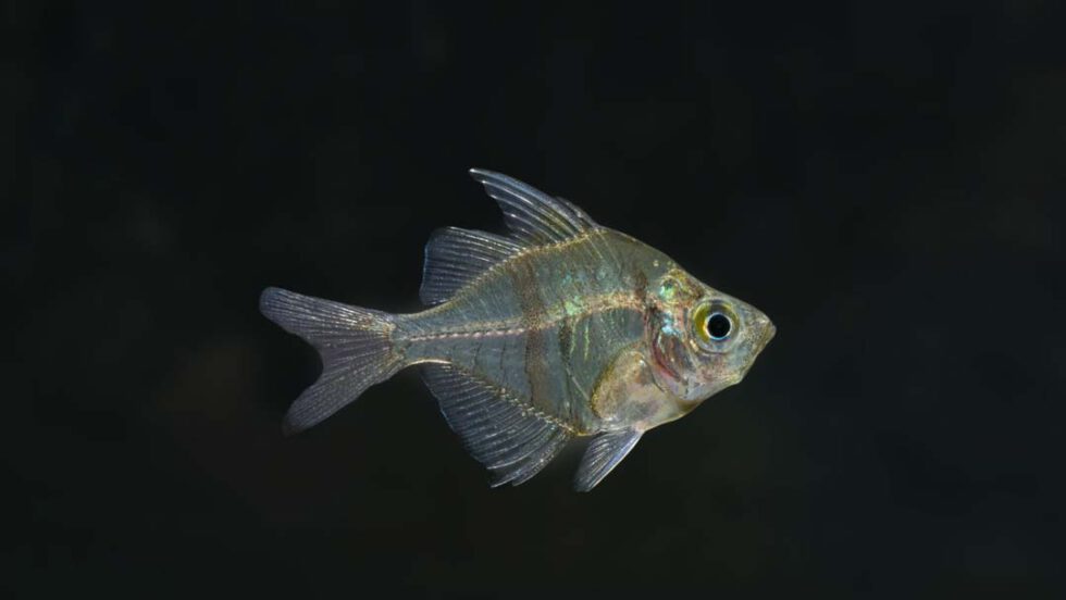 Aquarium Lutter I Indischer Blausaum Glasbarsch - P. lala