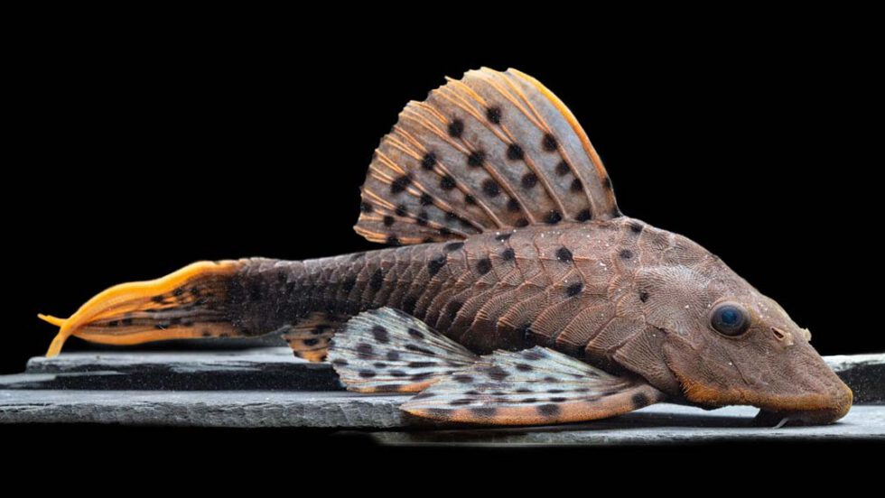 Aquarium Lutter I L 095 Rotbart Tannenzapfenwels - Ps. sp.