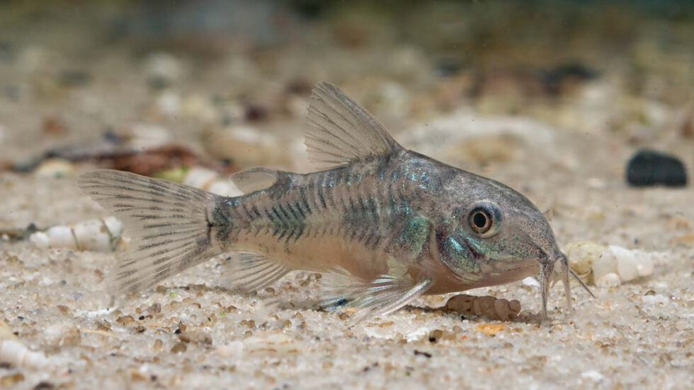 Aquarium Lutter I Marmor Panzerwels - Hoplisoma paleatus