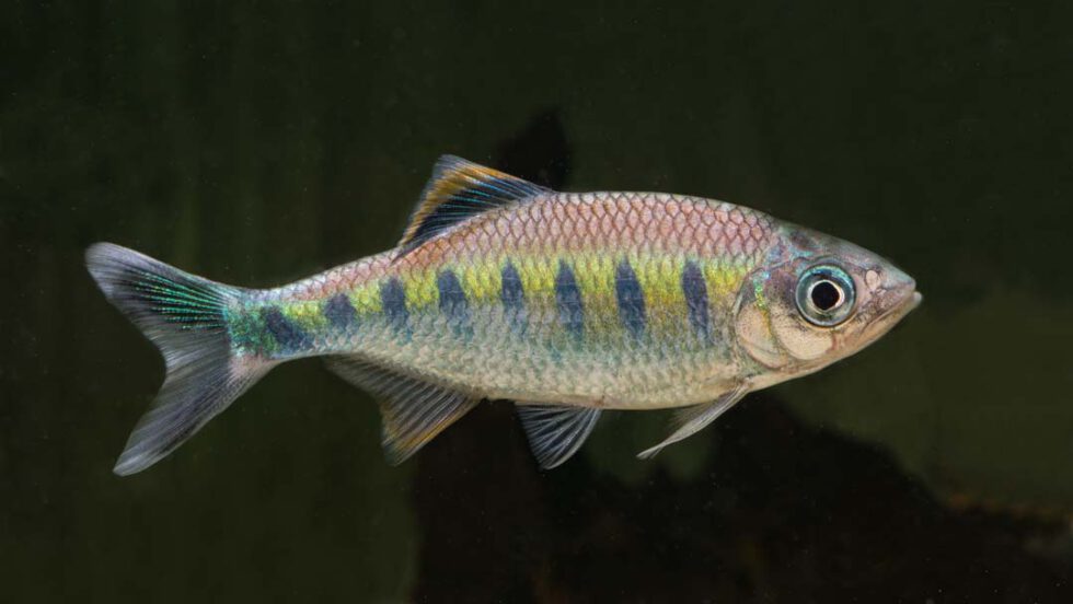 Aquarium Lutter | Ozolabärbling - Barilius ardens