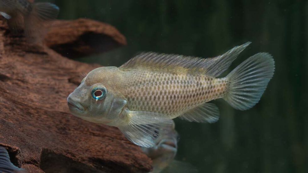 Aquarium Lutter| Buckelkopfcichlide - Steatocranus casuarius