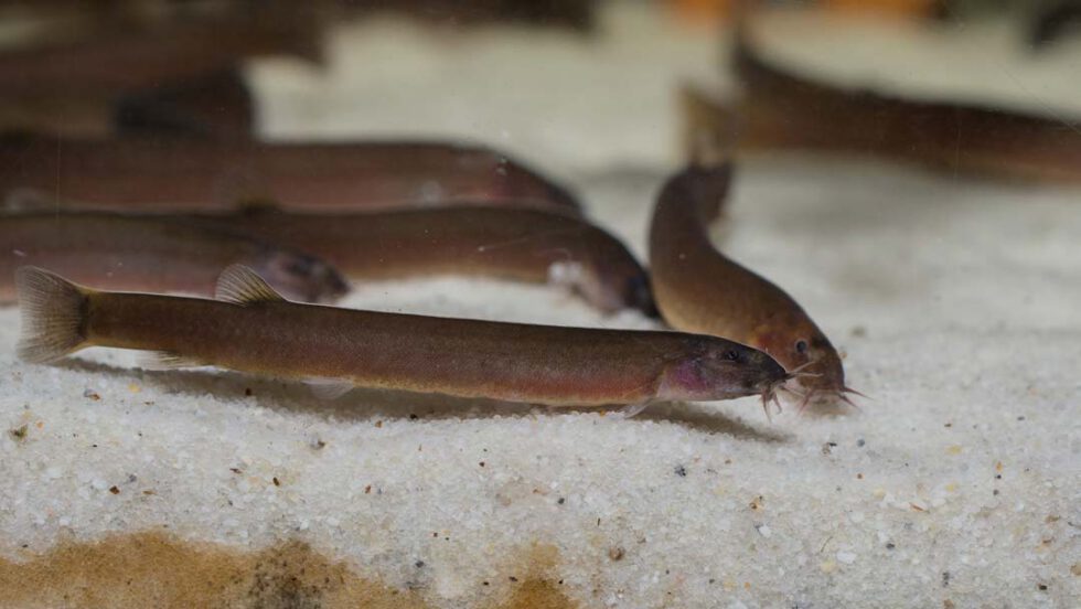 Aquarium Lutter | Zimtfarbenes Dornauge - Pangio pangia