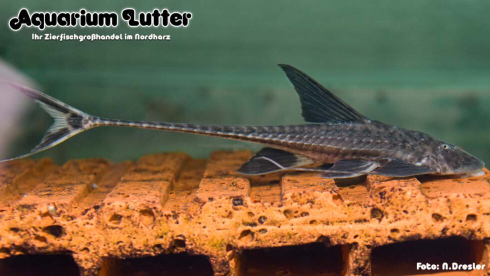 Aquarium Lutter | Flügelstörwels - Pterosturisoma microps